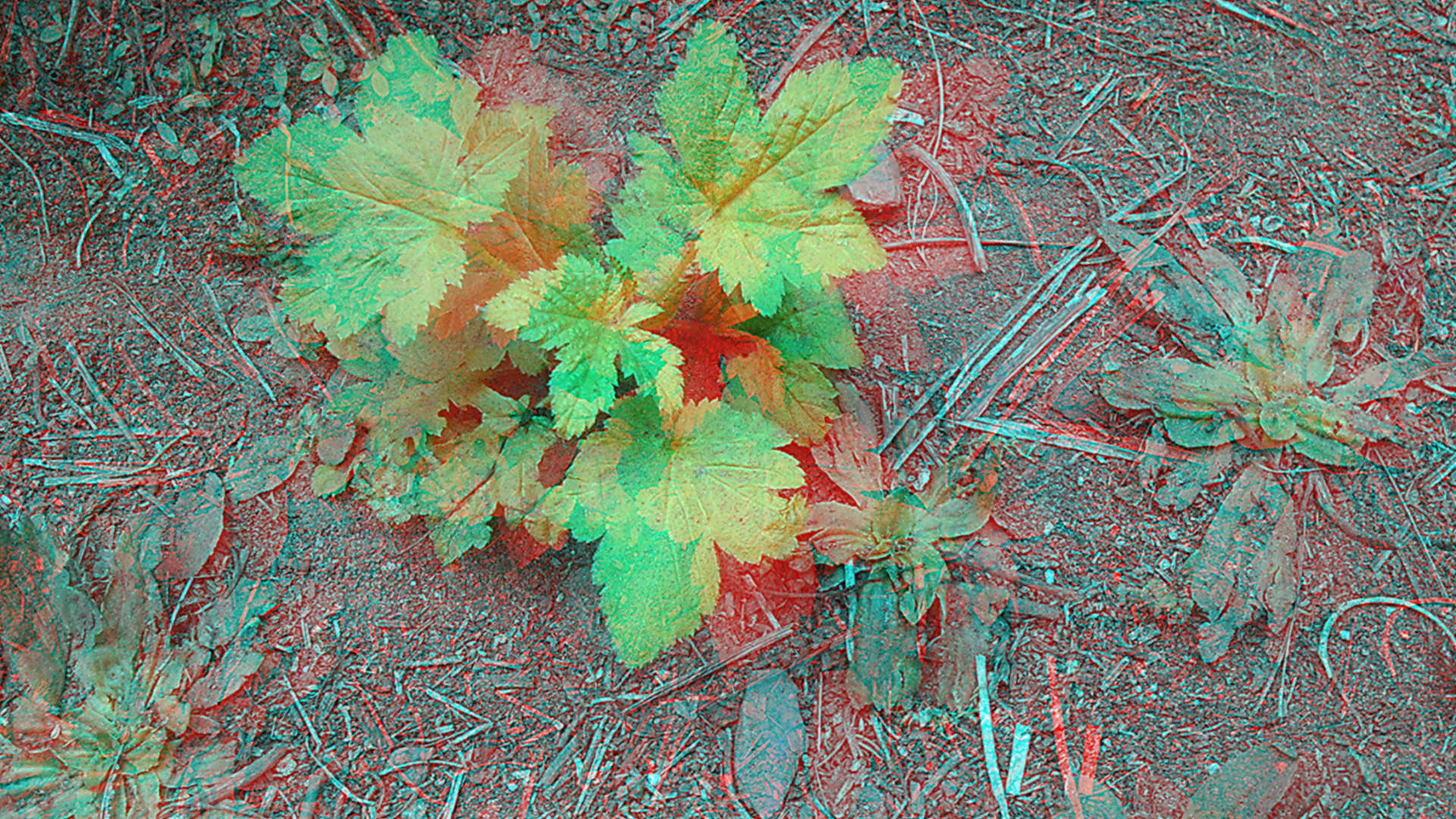 MPO (Nintendo 3DS / Fuji / Sony) to Anaglyph & Stereoscopic JPEG ...