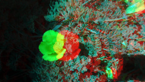 MPO (Nintendo 3DS / Fuji / Sony) to Anaglyph & Stereoscopic JPEG ...